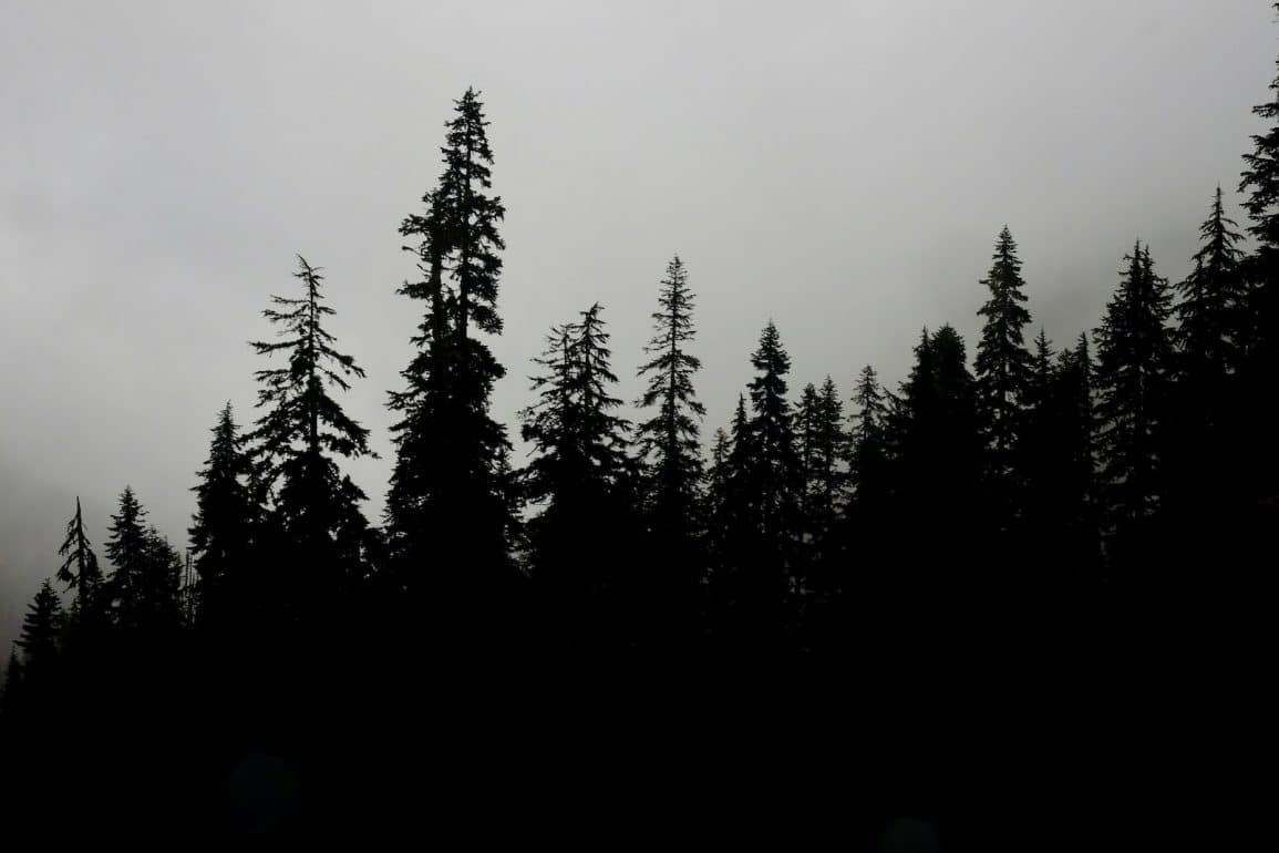 Autoethnographic Art and Essay: Ode to Bygone Birds of Childhood, Part ...